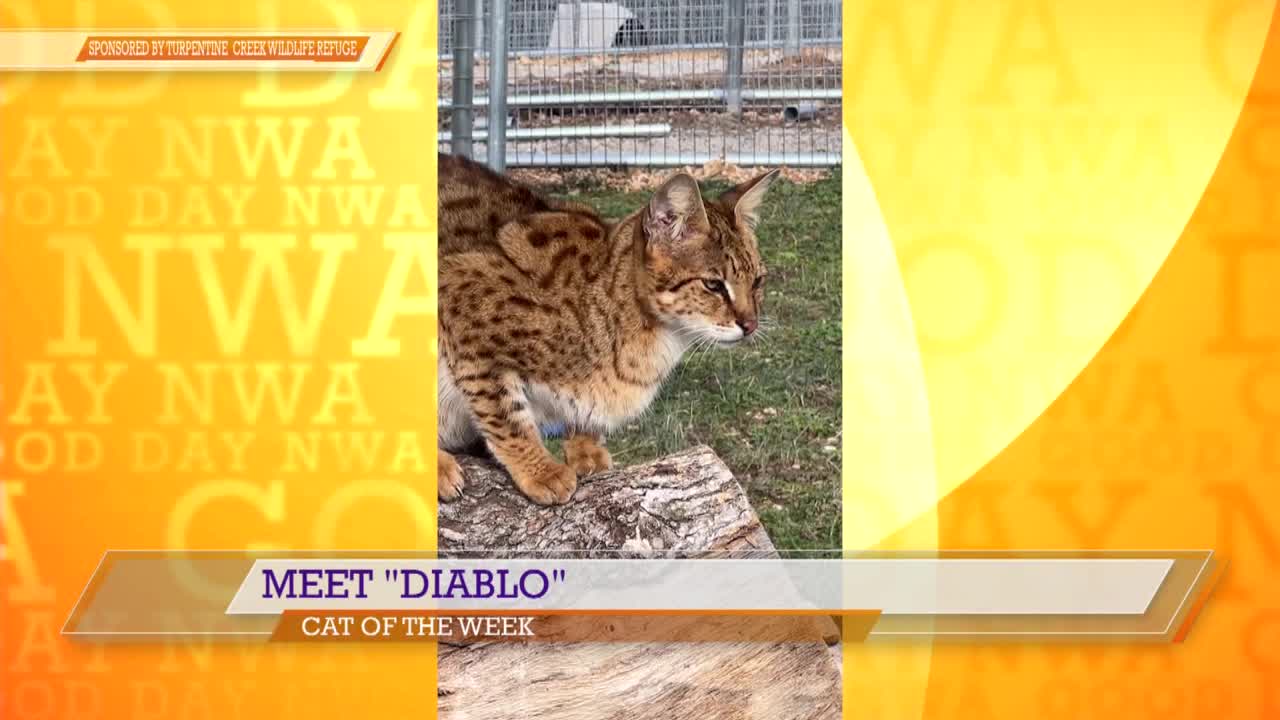 Meet “Diablo” – Cat of the Week – KNWA FOX24