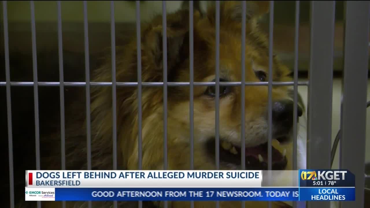 Dogs left behind after alleged murder-suicide taken to shelter – KGET ...