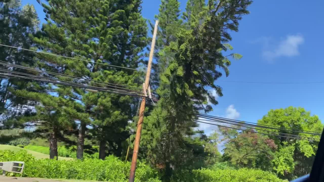 Downed tree on power lines near Turtle Bay – KHON2