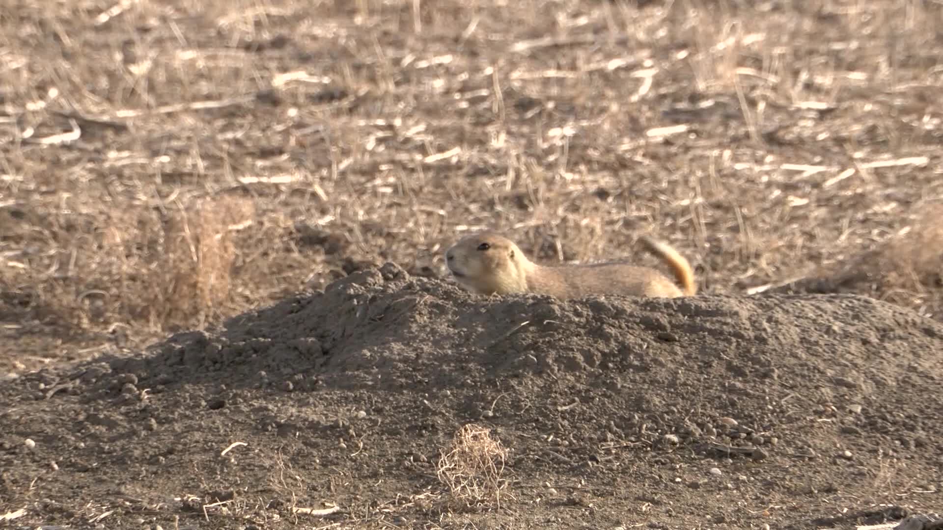 Prairie Dog Town in Badlands National Park – KELOLAND.com